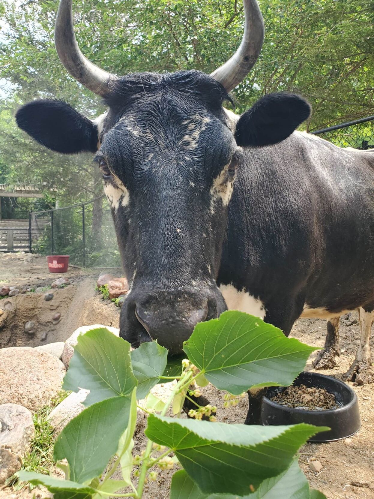Miller Park Zoo mourns Randall Lineback cow