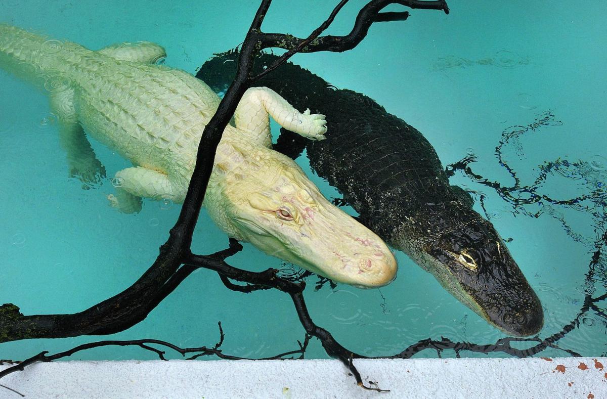 'Something different:' Alligator exhibit opens at Miller Park Zoo ...