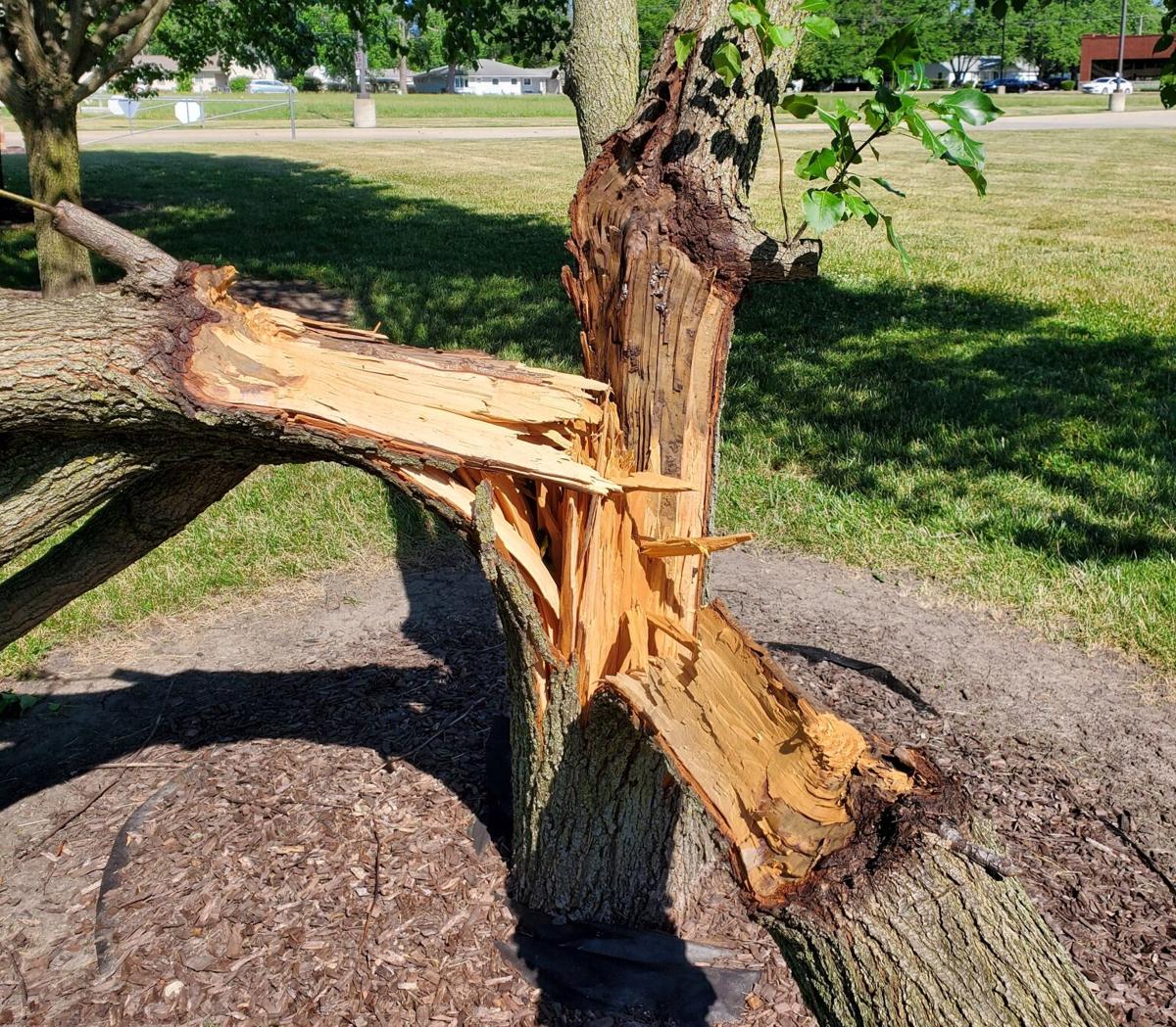 Reduce storm damage by looking for tree defects before bad weather strikes