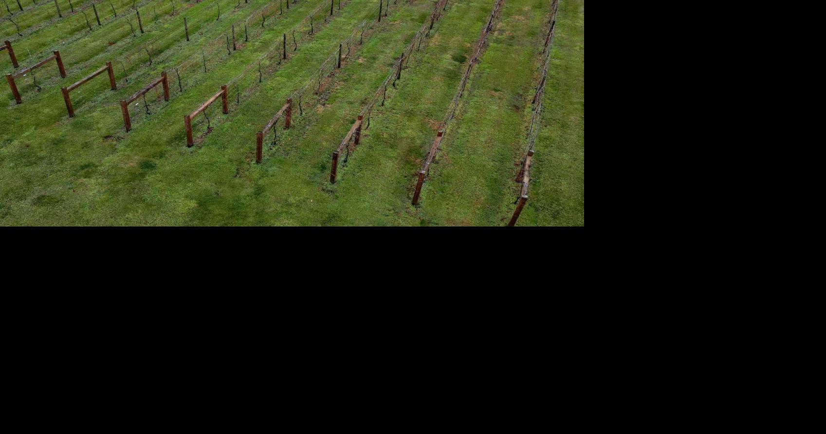 Illinois grape growers prepare to take on the invasive spotted lanternfly