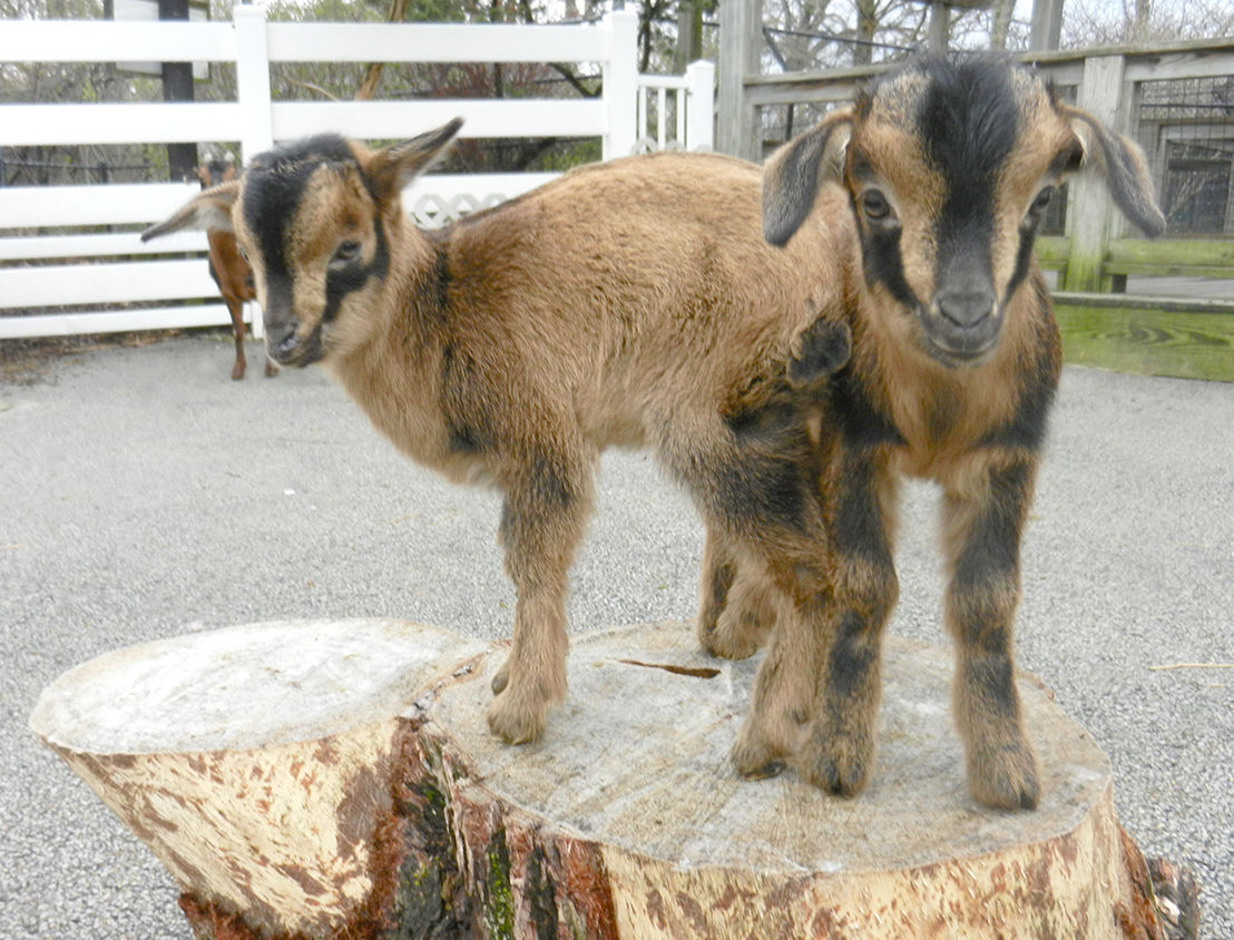 Say 'aw': Zoo goat gives birth to kids
