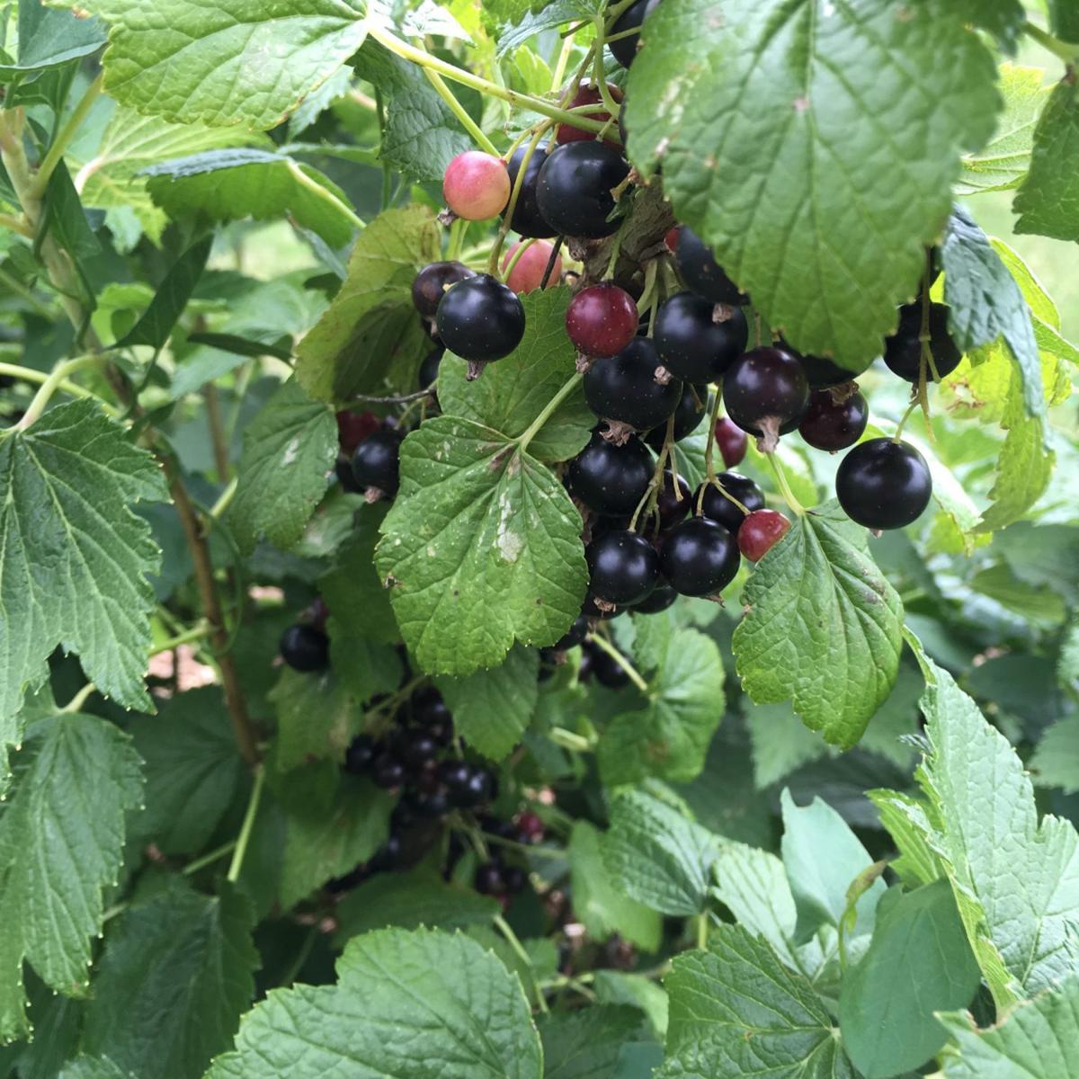 Allsup: Black currants return to popularity