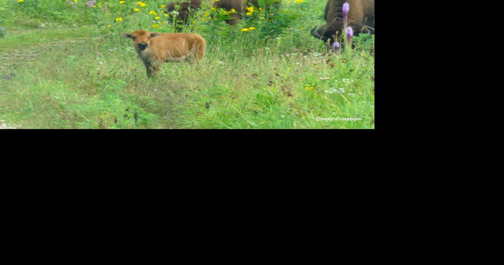 Wild Ones Illinois Prairie Chapter program on bison and tallgrass prairies