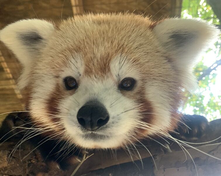 Miller Park Zoo's endangered red panda dies