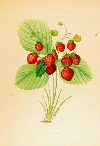 Bloomington wild about strawberries in 1800s