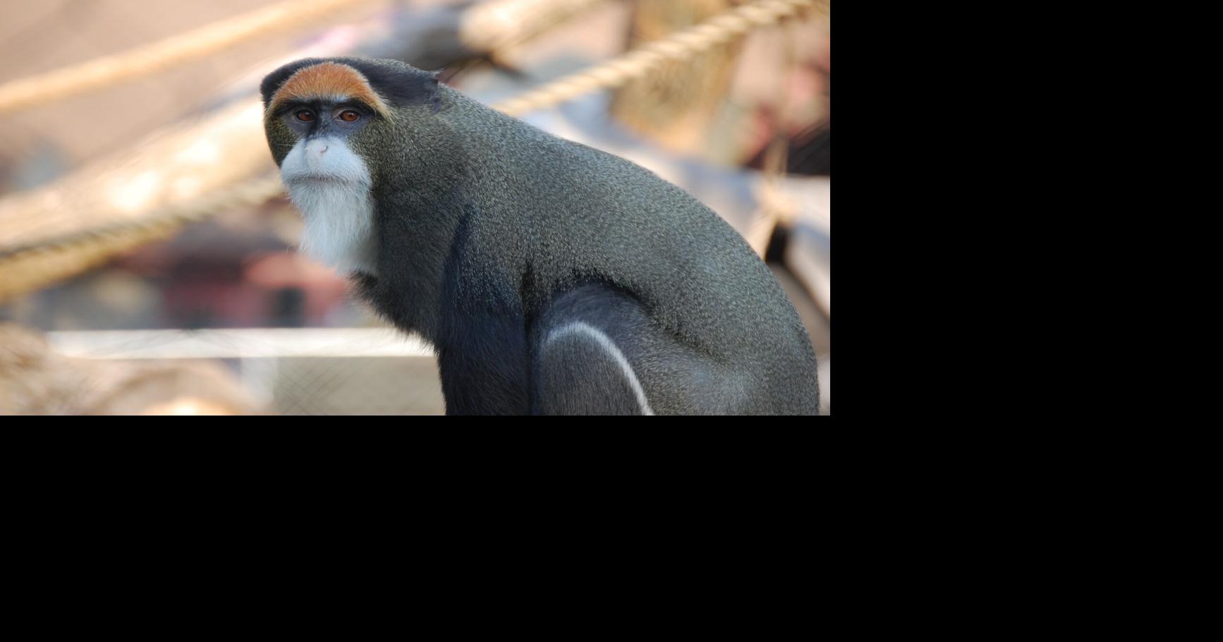 Miller Park Zoo mourns Chumu the De Brazza monkey