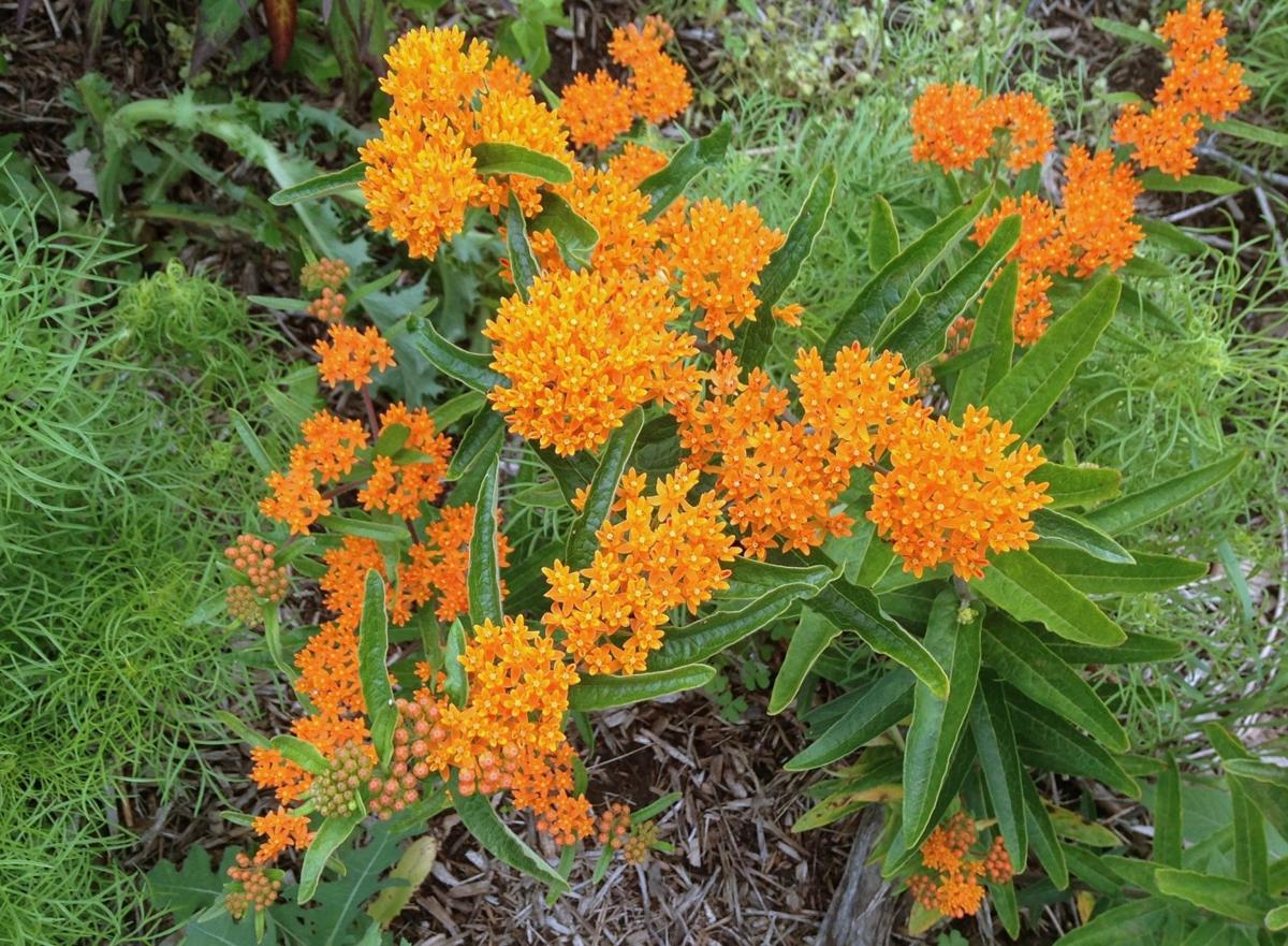 Allsup: Healthy alternatives to invasive plants