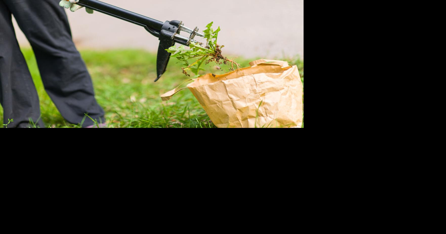 Gardeners Corner: Use weed clues to dig up issues with soil compaction ...