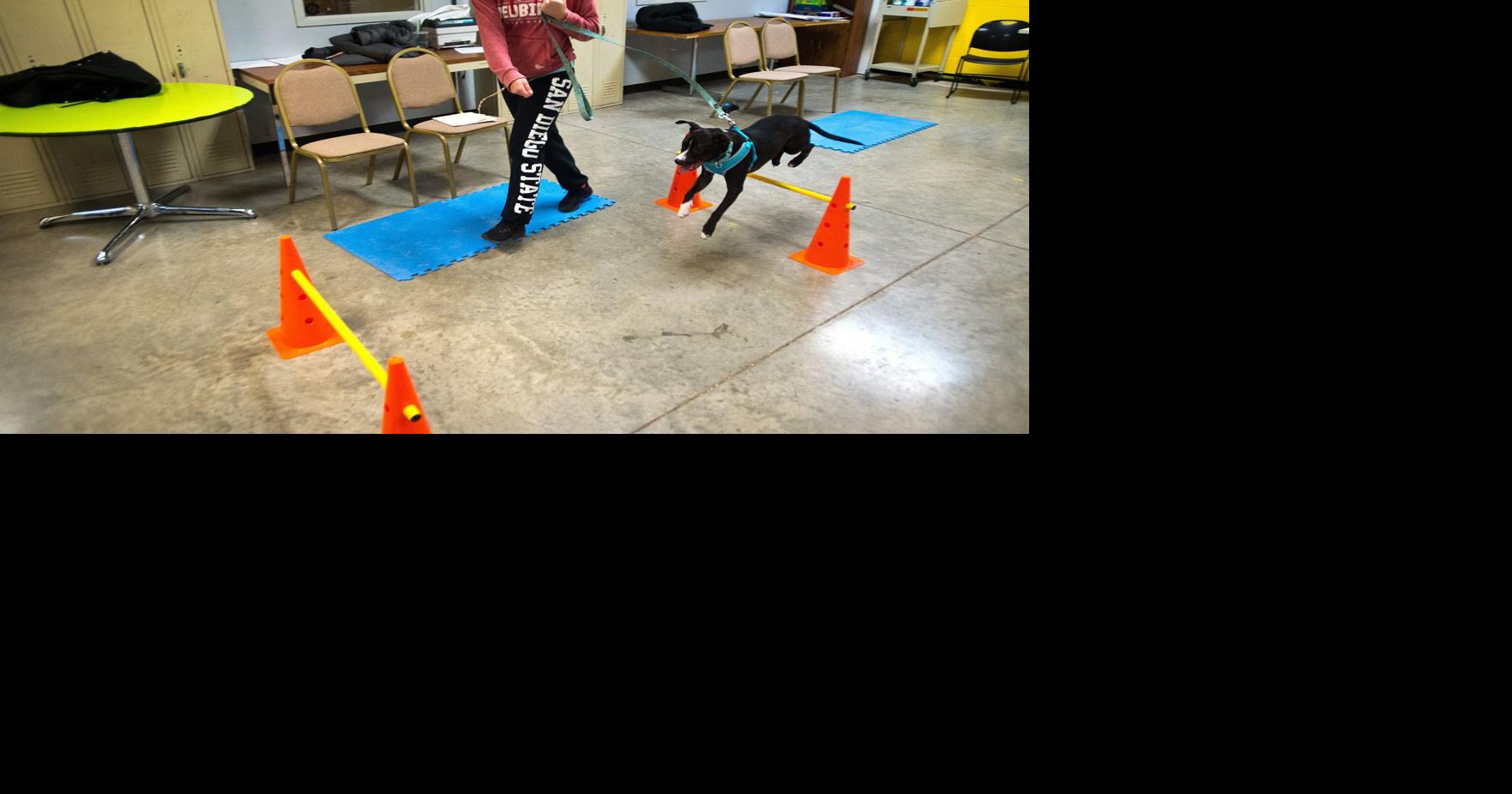 Social skills: Dogs, psychology students learn from each other