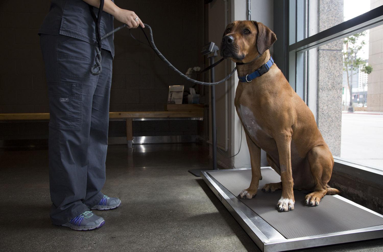 Overweight pets are unhealthy pets, vets warn