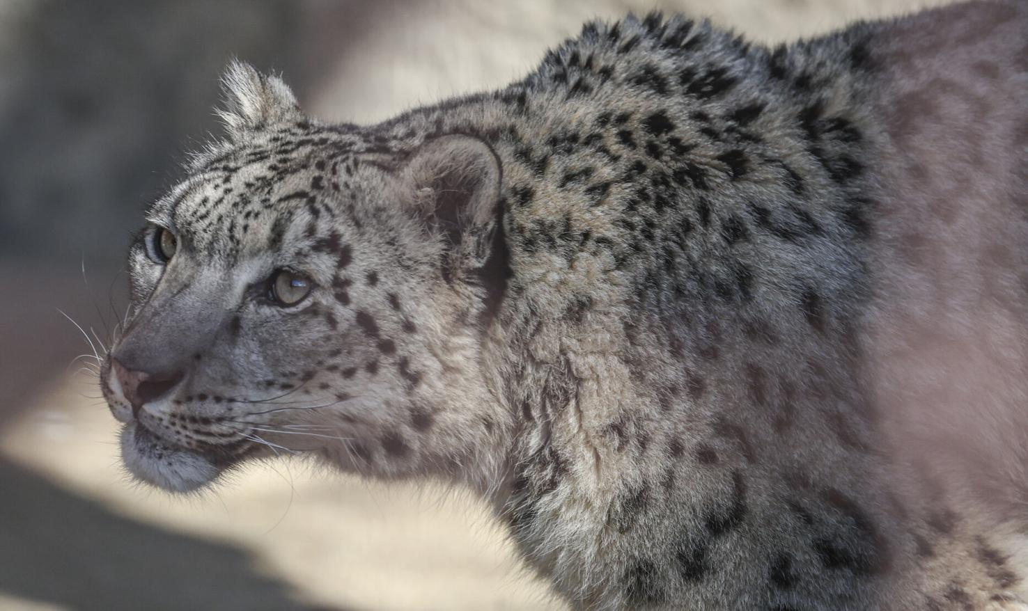 Active senior tour set for next week at Miller Park Zoo