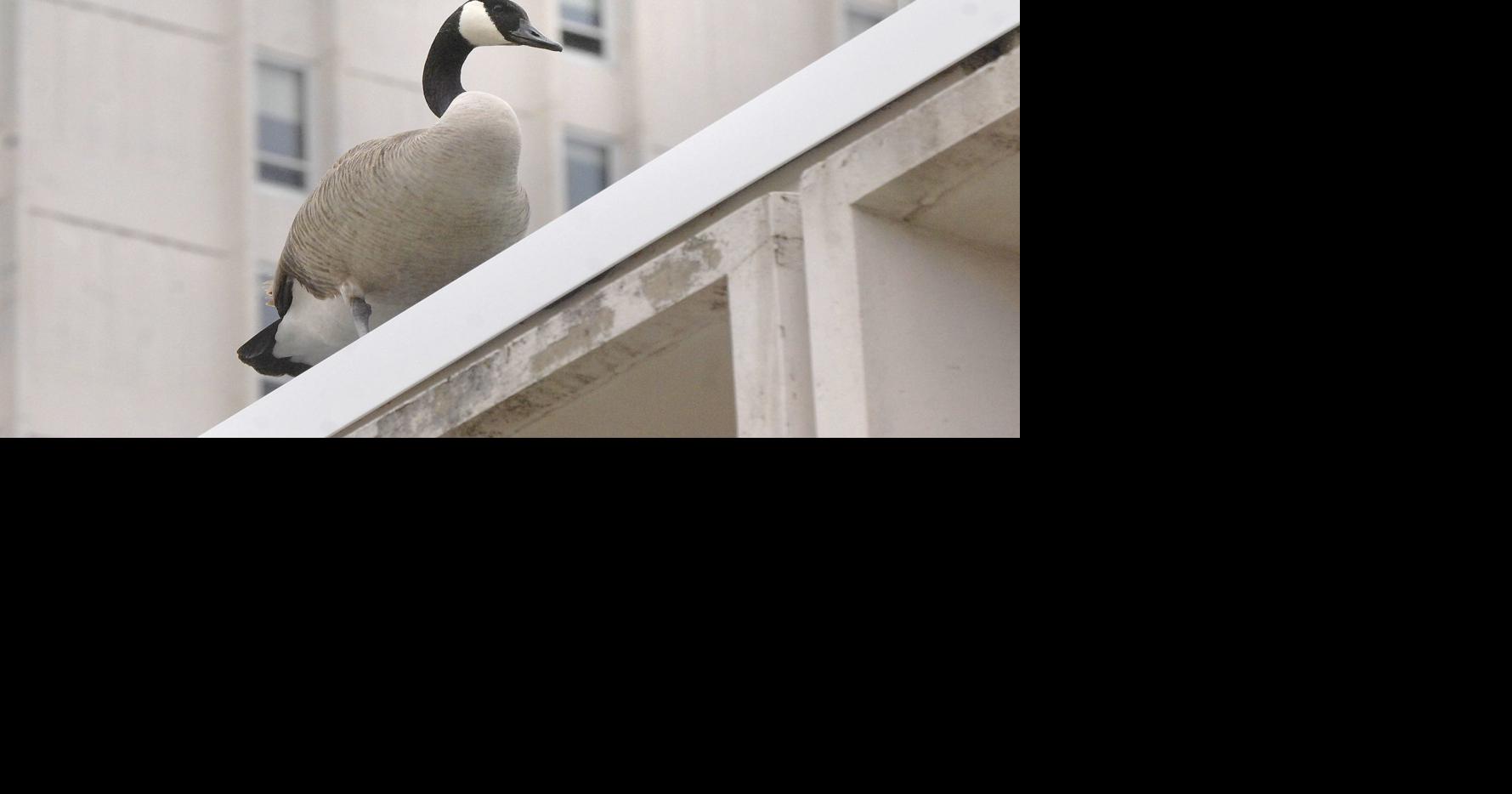 Move over Reggie: Geese nesting at ISU building