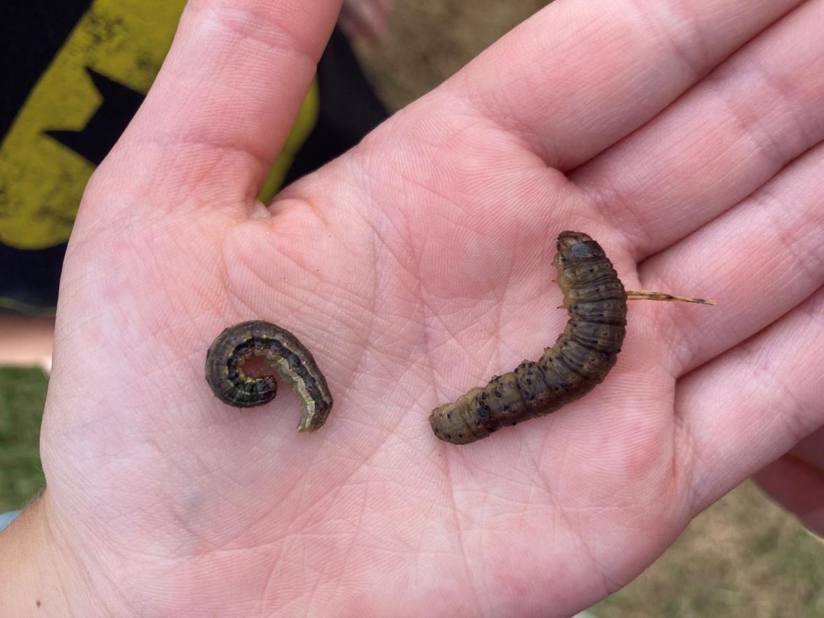 Allsup: Fall Armyworm