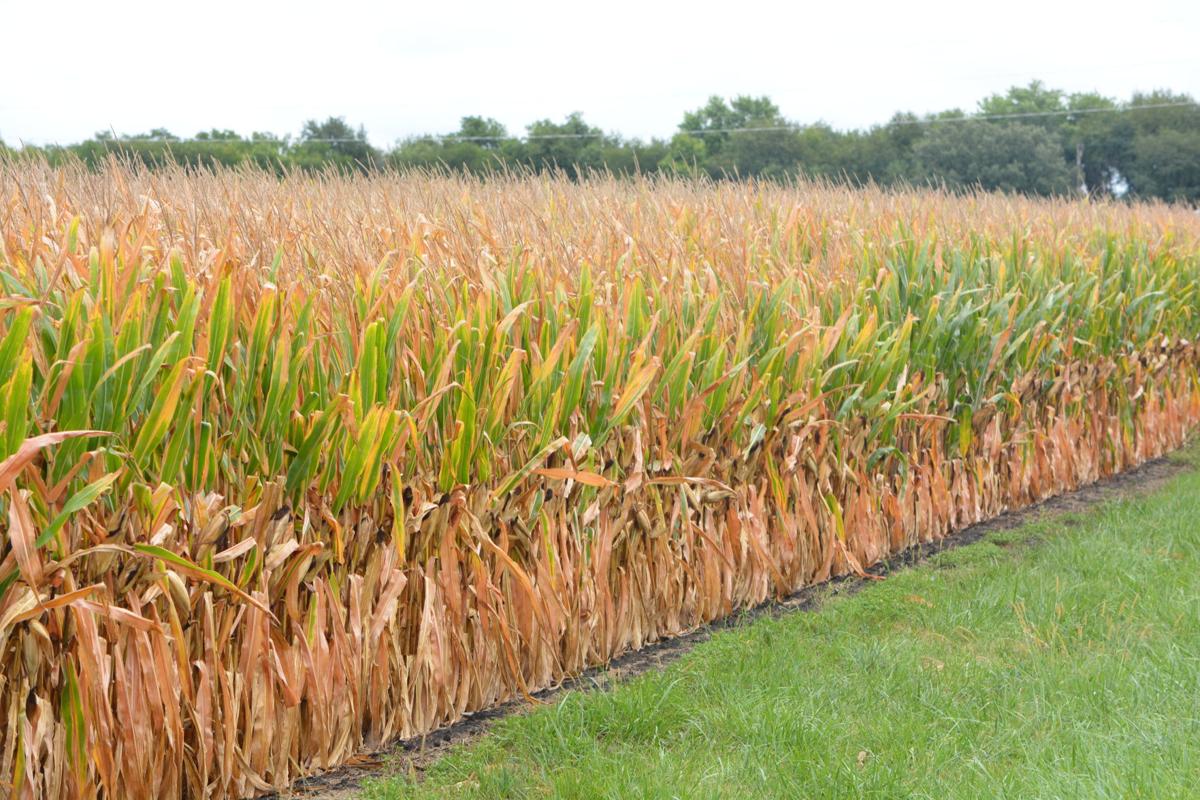 Report: McLean County corn yields will be close to 4-year average