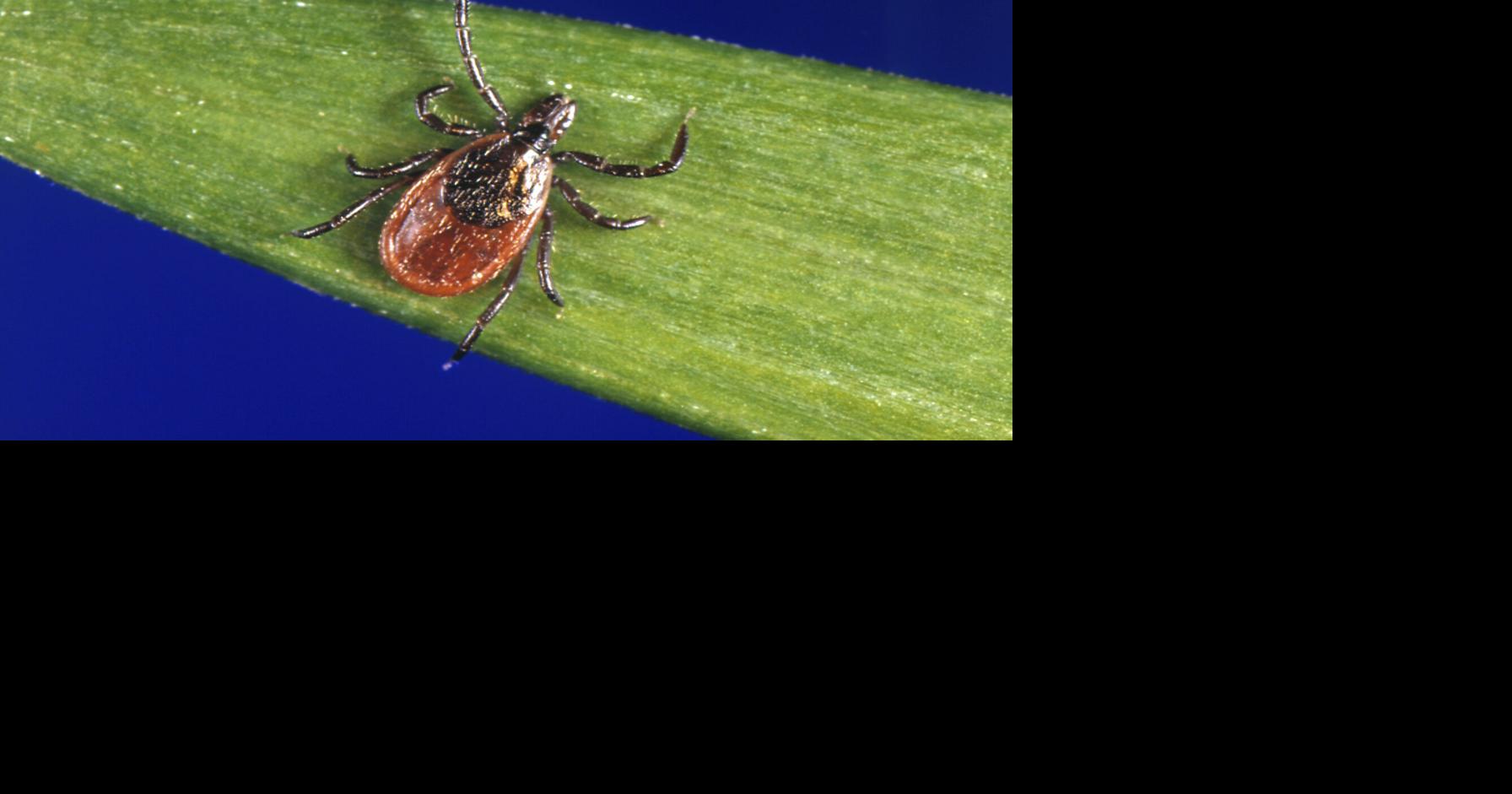 Hazlett: Bugs can tick me off