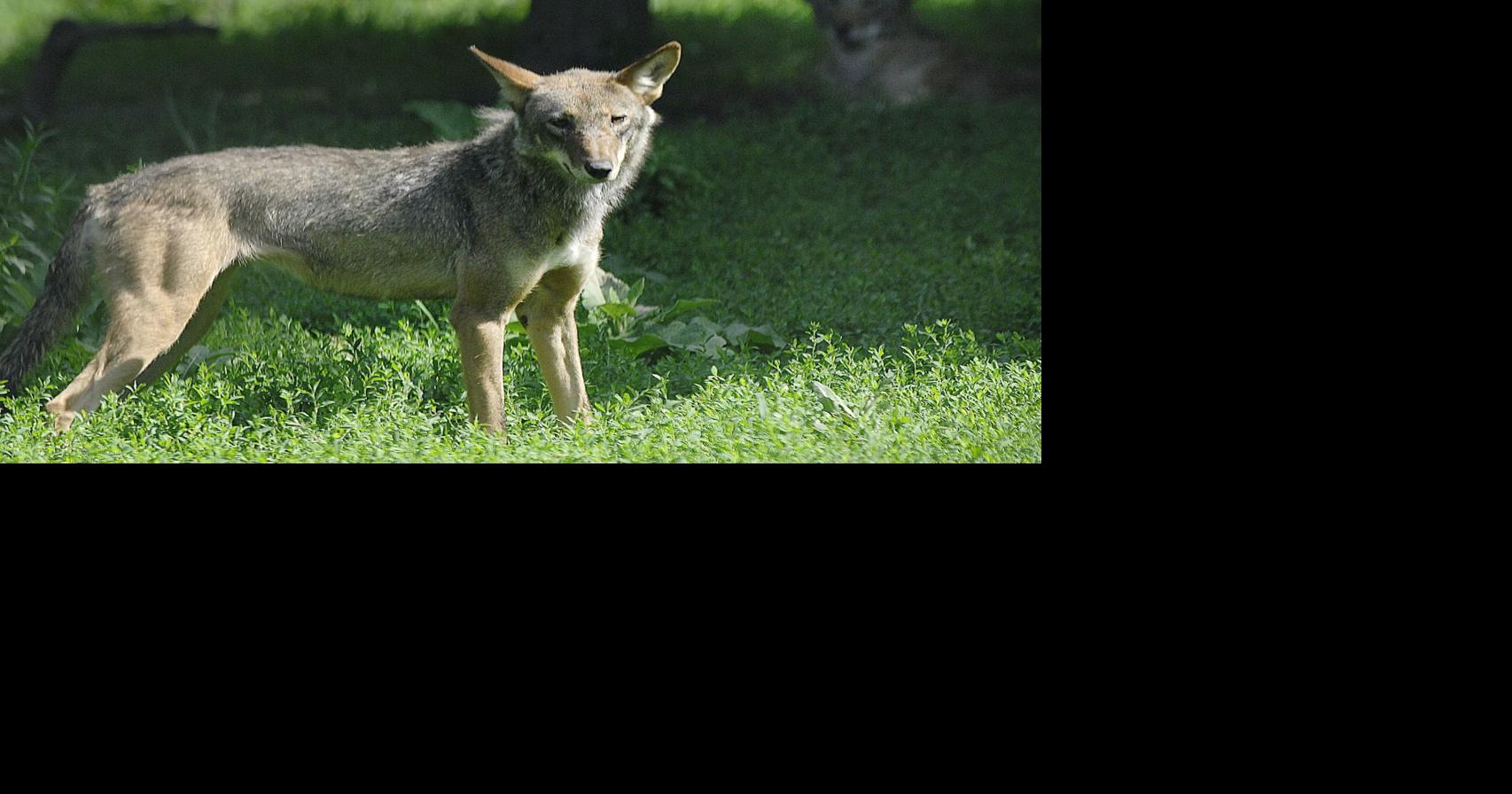 Red wolf at Miller Park Zoo dies