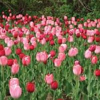 Tulips thrive in the Midwest