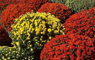 Belgian mums thrill with fall performance