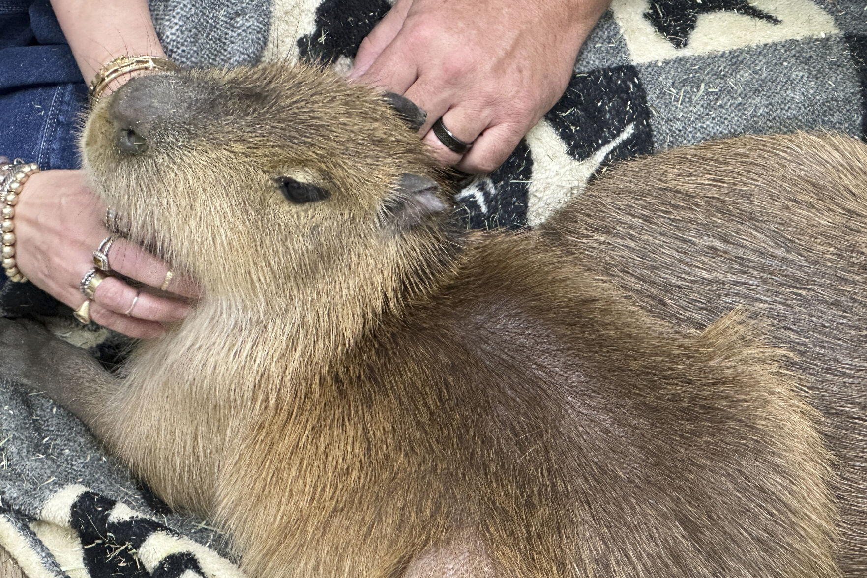 Visitors cuddle giant rodents at Capybara Cafe in Florida