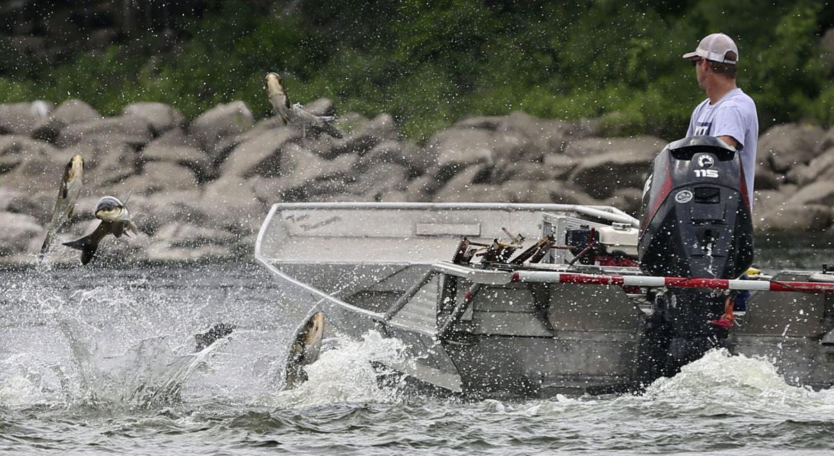Asian Carp 'eDNA' found in Chicago creek near Lake Michigan. But what ...