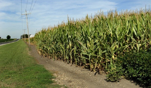 Weather possible cause of freaky yield variances