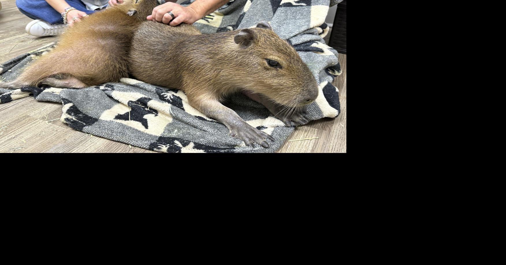 Visitors cuddle giant rodents at Capybara Cafe in Florida
