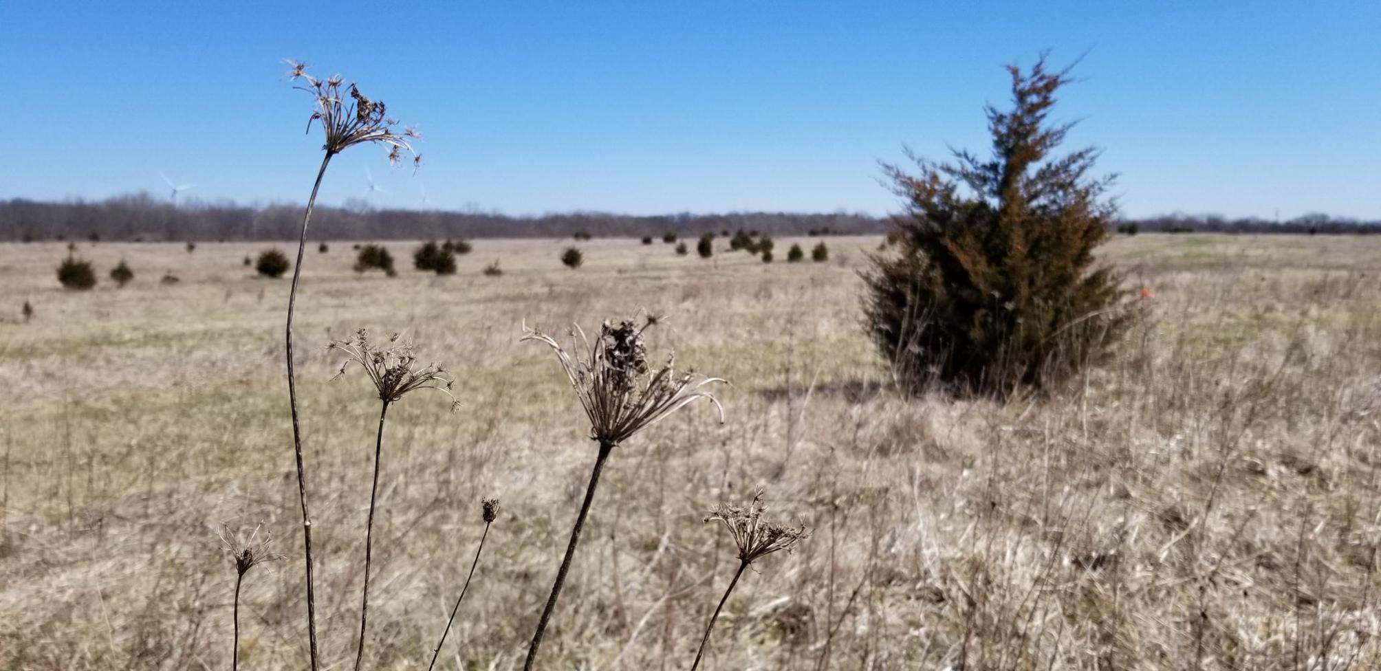 Planting Mohr Trees – ParkLands Foundation