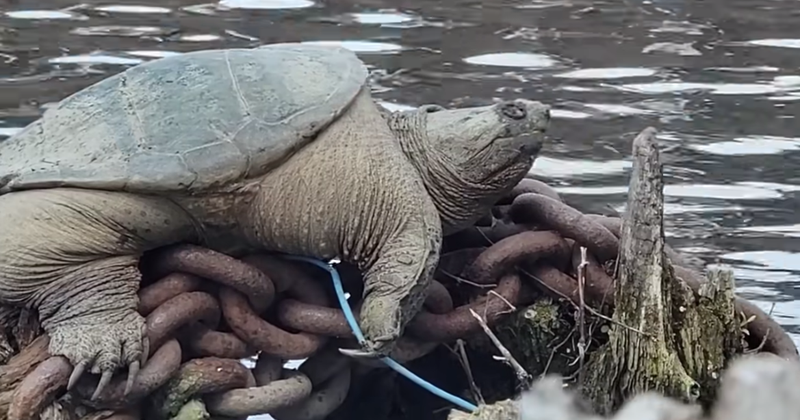 Meet ‘Chonkosaurus,’ the Chicago River’s massive, fat snapping turtle