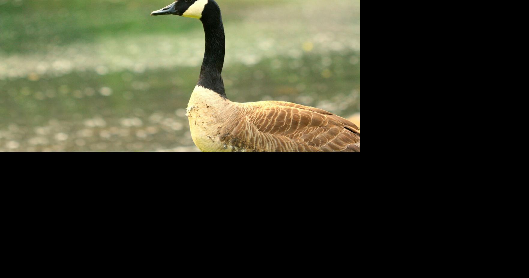 Hornseth: The lonely goose — what's his story?