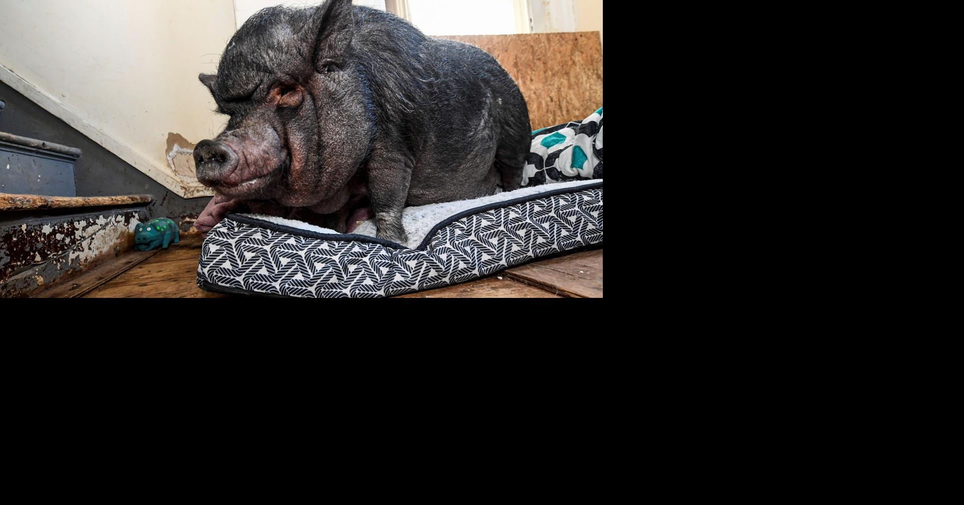 Photos: Ellie, the emotional support pig