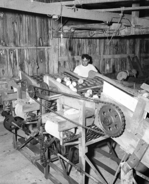 PFOP: Normal once center for commercial tomato, corn canning | History ...