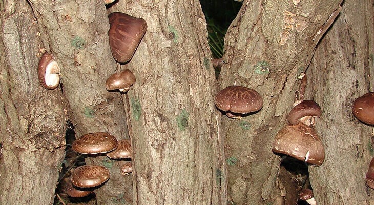 Frillman: Grow your favorite fungus at home: How to cultivate shiitake ...