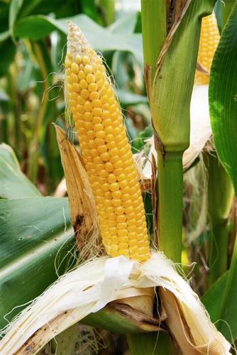 Innovative farmer in Knox County opening deep-fried popcorn market