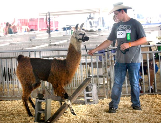 McLean County Fair’s llama show has become family affair