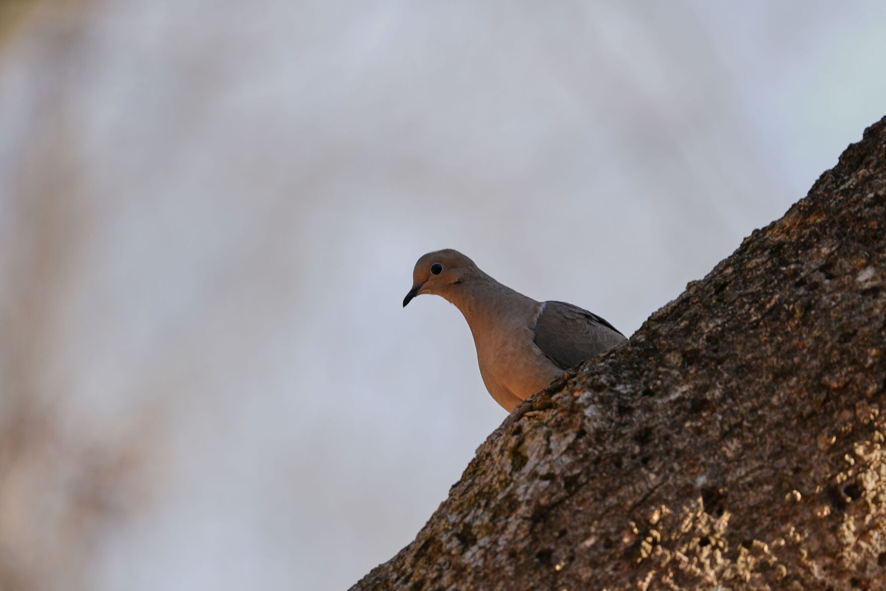 North America bird population shrinking fast
