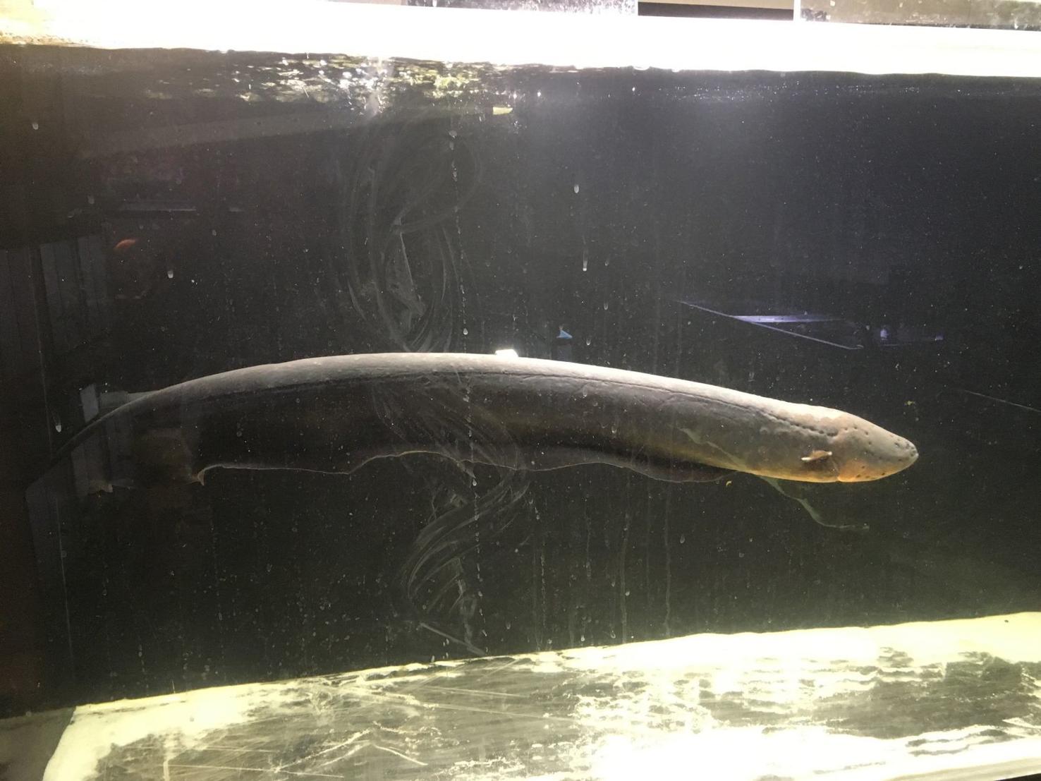 Sparky the Bloomington electric eel to become new Shedd Aquarium attraction