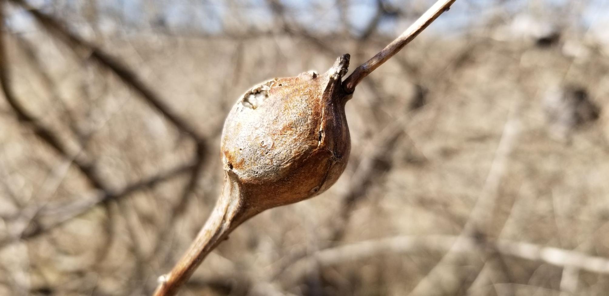 Planting Mohr Trees – ParkLands Foundation