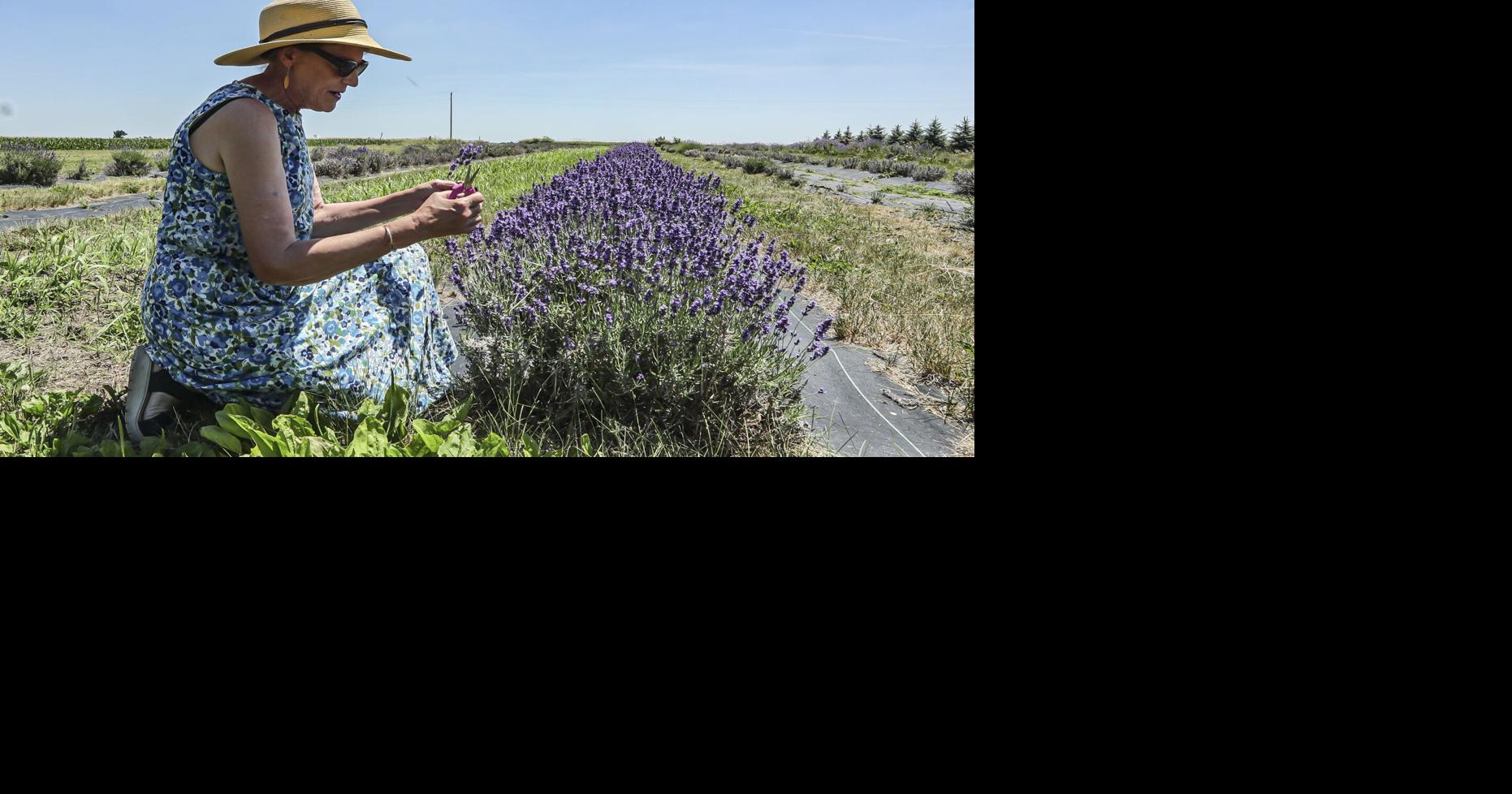 Lavender grove blooms between the crops in LeRoy