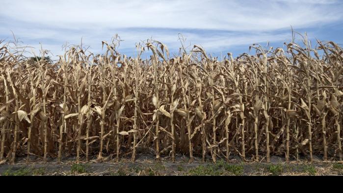 Crop-withering drought intensifies in Plains | National News ...