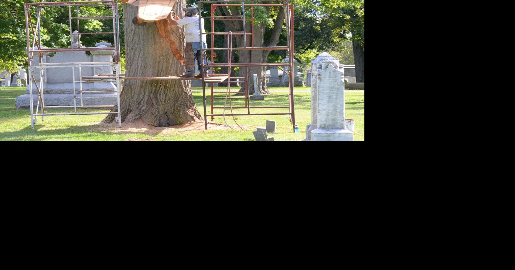 Taking flight: Tree sculpture marks 1948 plane crash