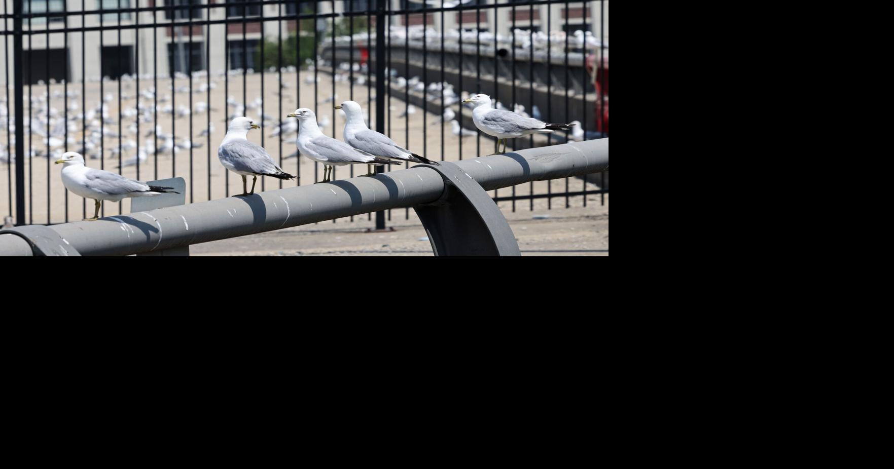 Birders frustrated that demolition damaged Chicago gull colony