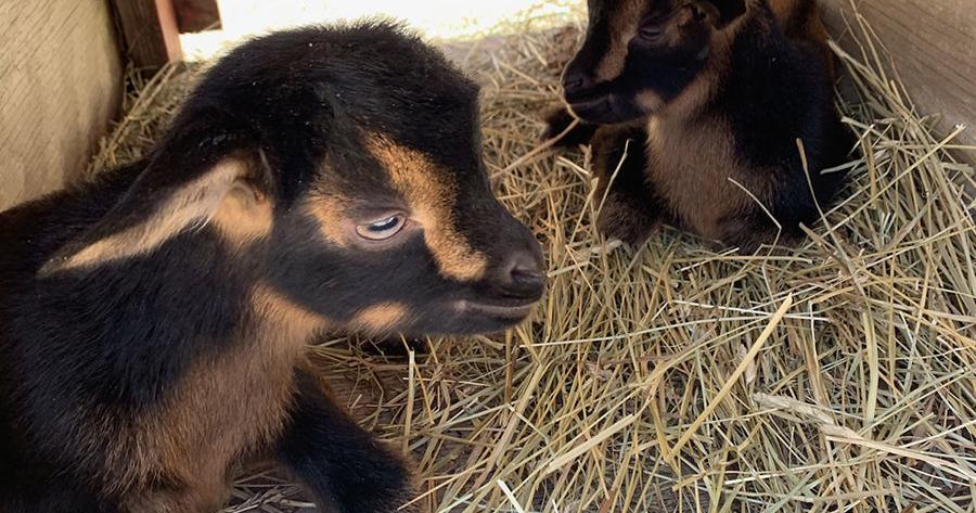 No baaaad news here: Rare goats born at Miller Park Zoo