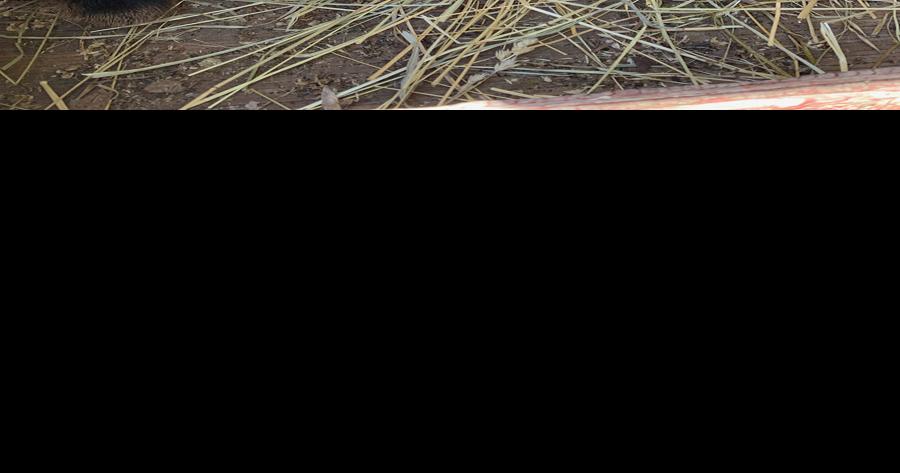 No baaaad news here: Rare goats born at Miller Park Zoo