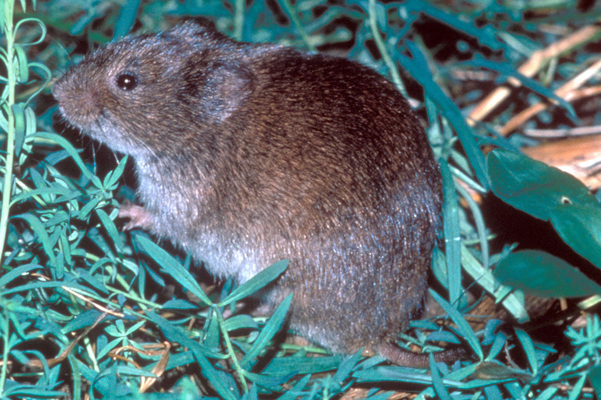 Grounded Living: Voles are active in the winter, even if you aren't