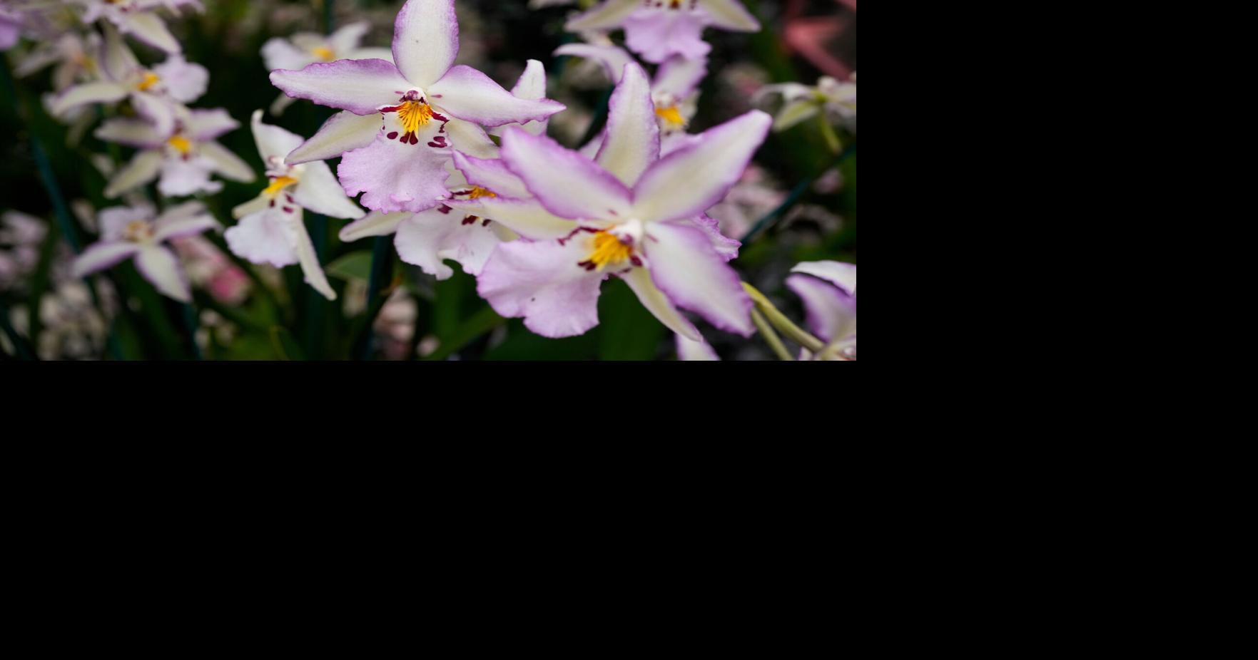 Bloomington to open garden plot rental program registration