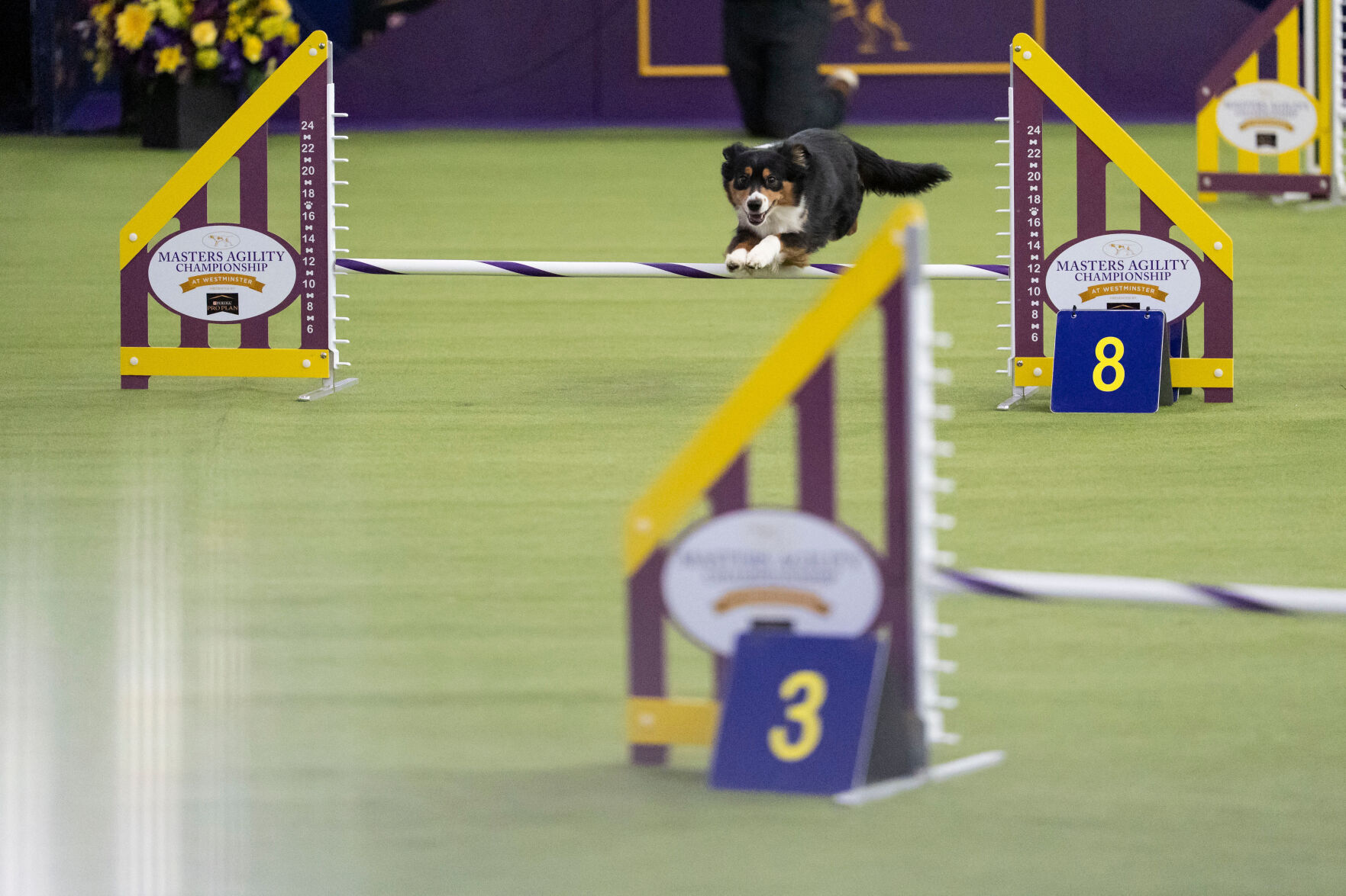 Inside Westminster’s agility competition at 150th dog show
