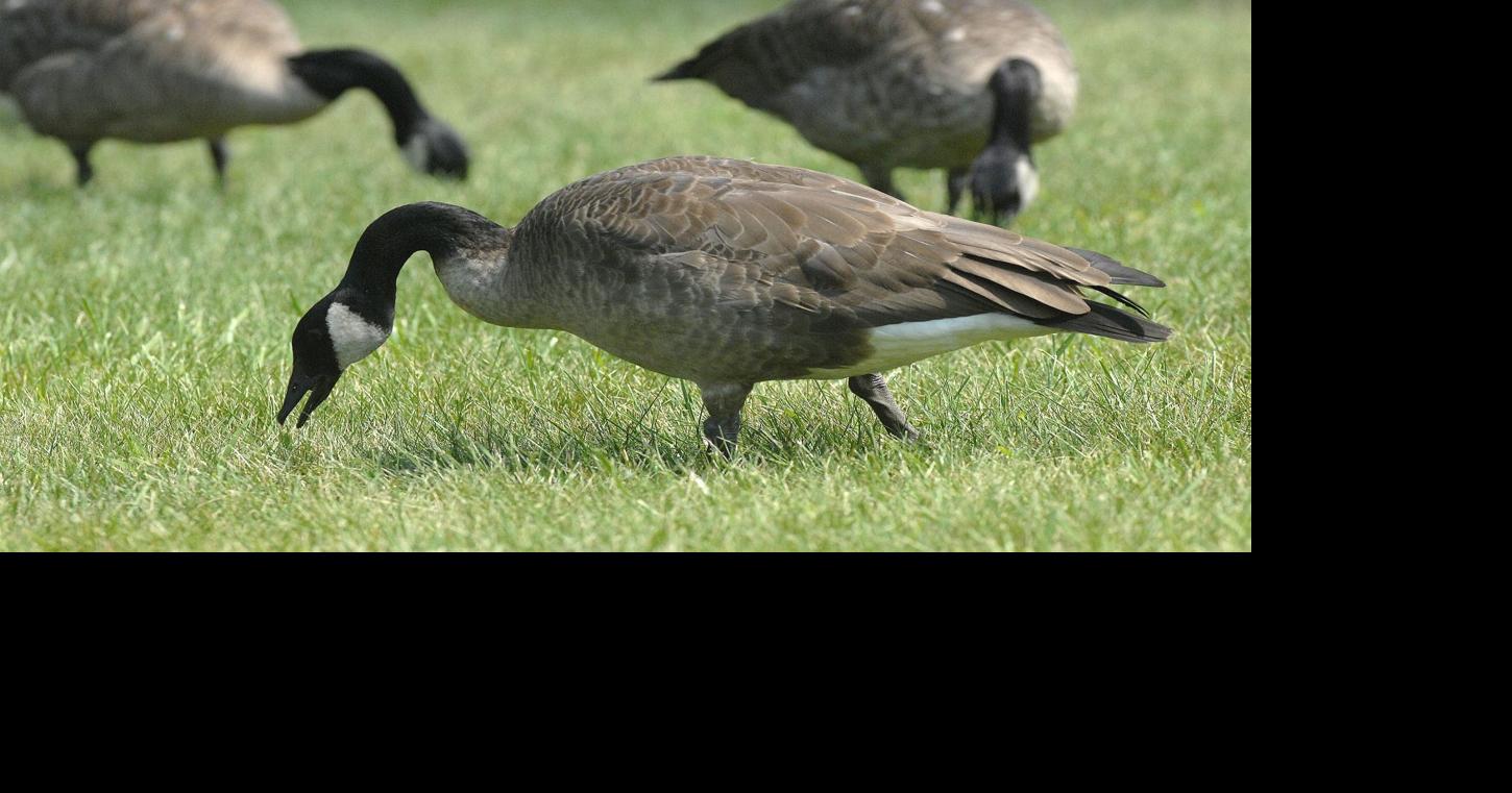 Flick: Warning: Don’t ever accidentally hit a goose!