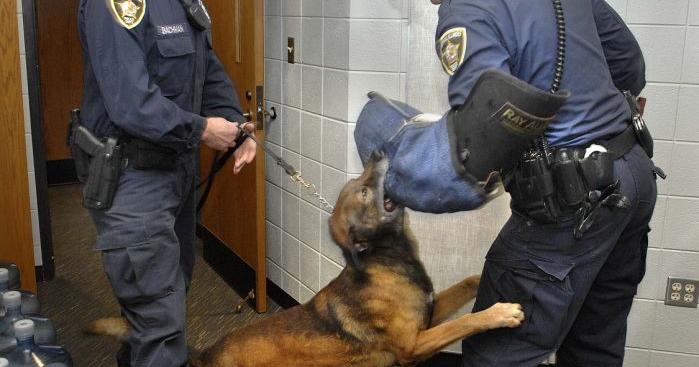 Police dogs to receive protective vests