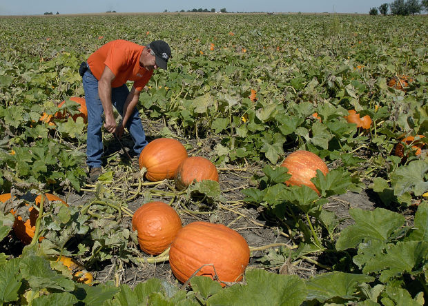 Pumpkins larger, heavier this year