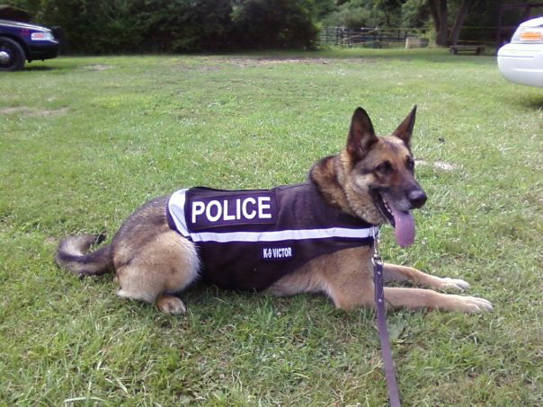 LeRoy police dog struck by vehicle, killed